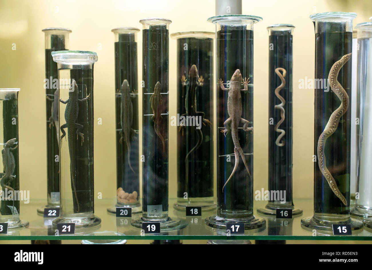 Wet specimens hi-res stock photography and images - Alamy