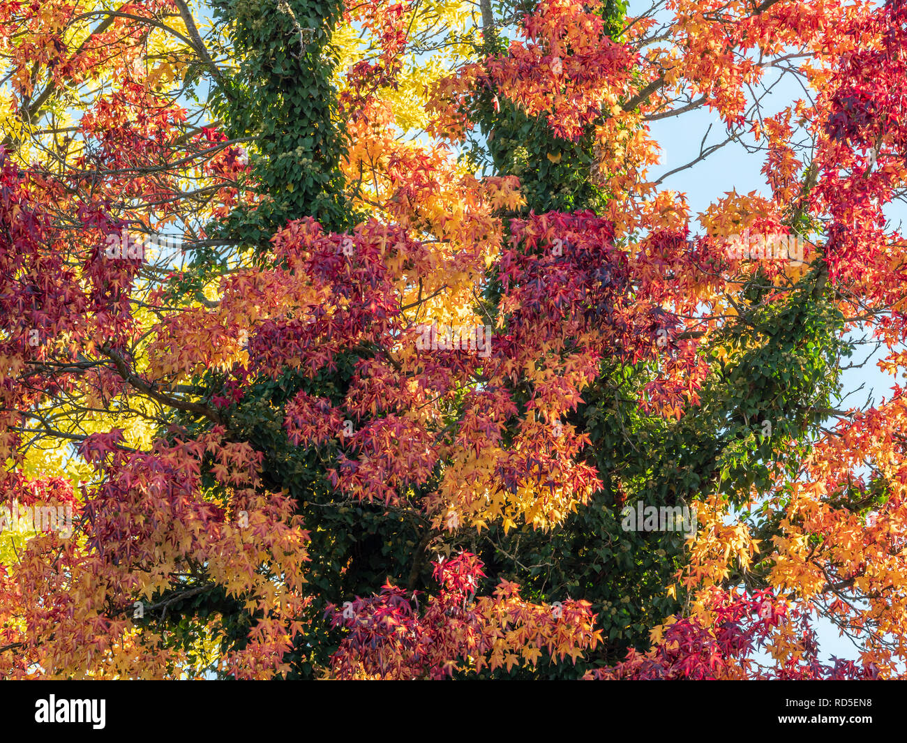 Colourful autumn trees hi-res stock photography and images - Alamy