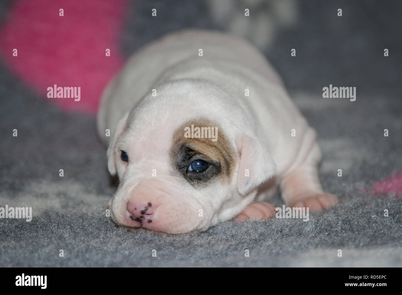 Old Pit Bull High Resolution Stock Photography and Images - Alamy
