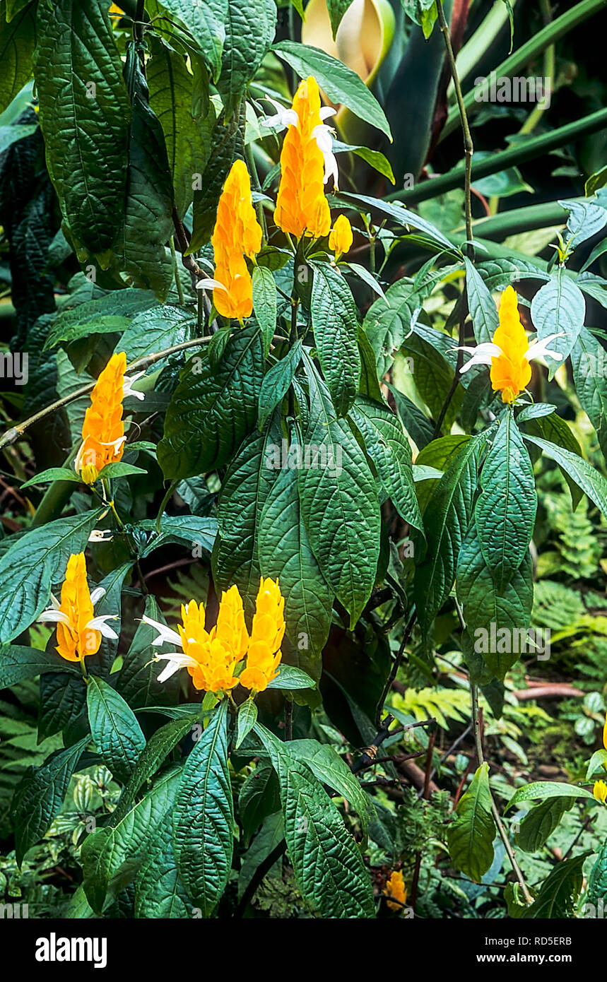 Pachystachys lutea in flower growing in a tropical enviroment Stock ...