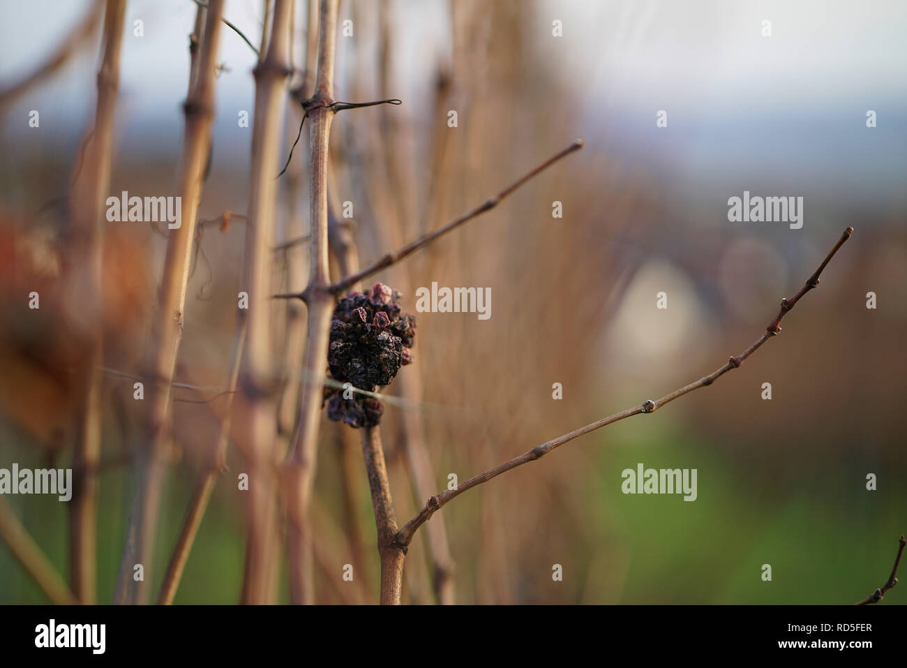 Withered grape hi-res stock photography and images - Alamy