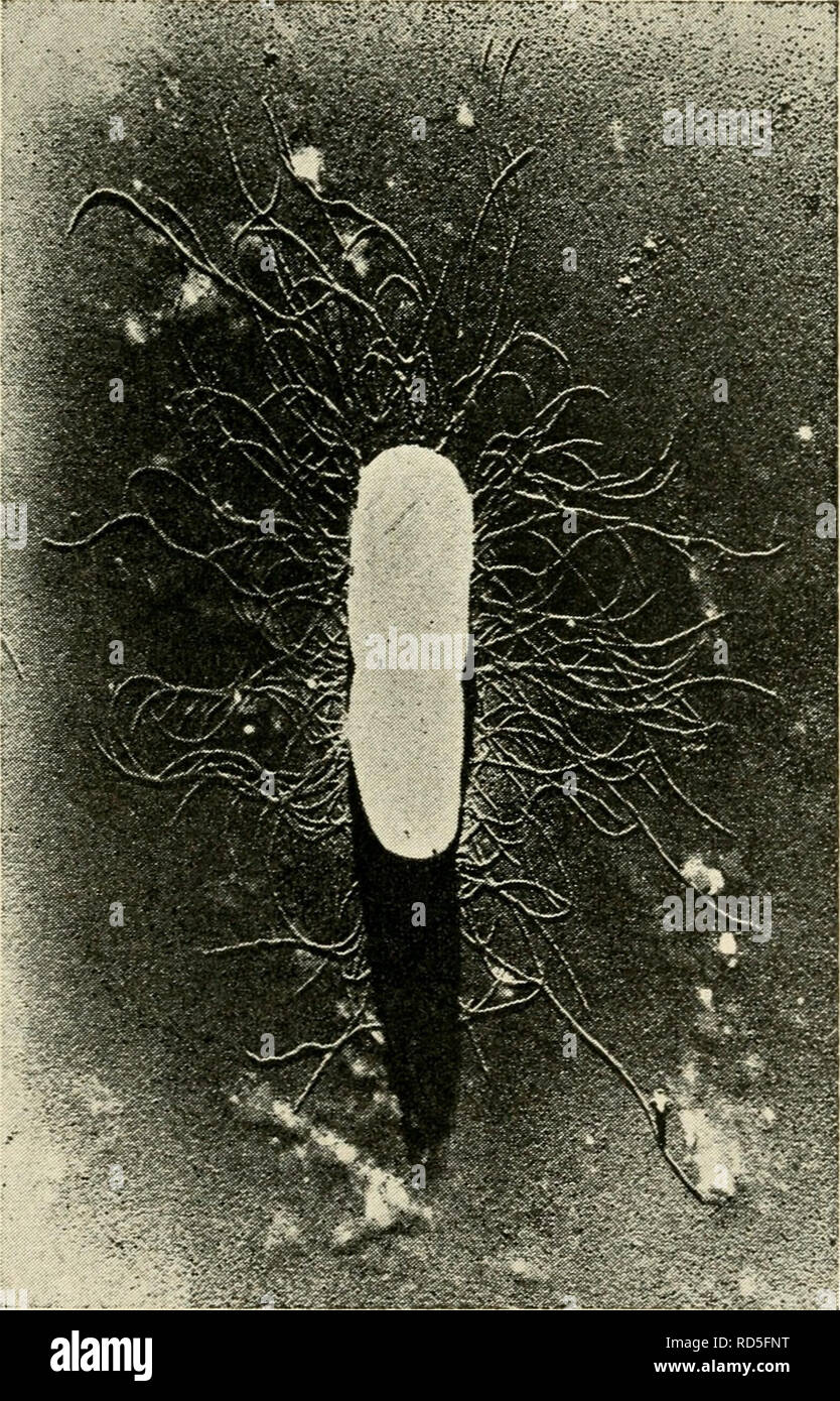 . The electron microscope, its development, present performance and ...
