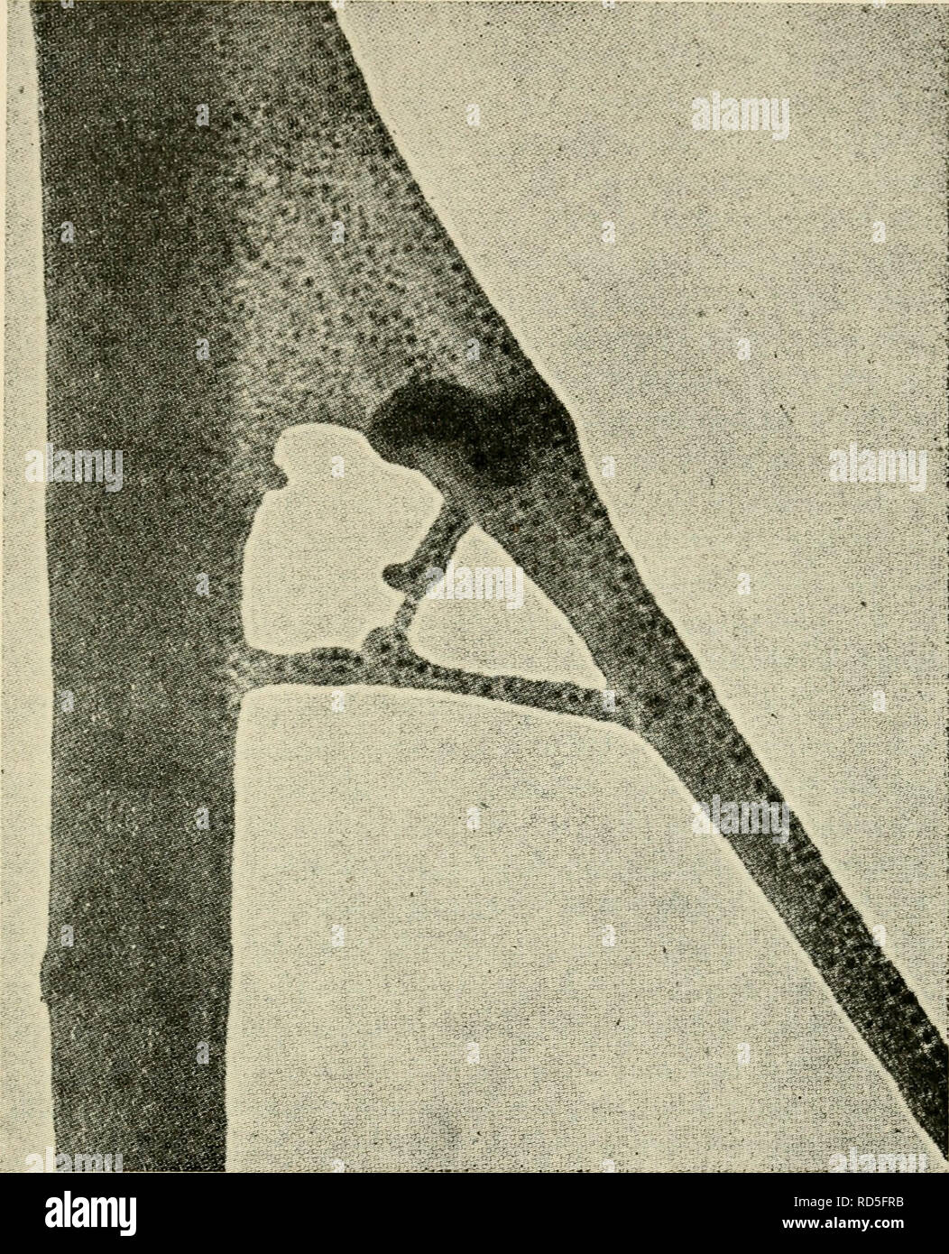 . The electron microscope, its development, present performance and ...