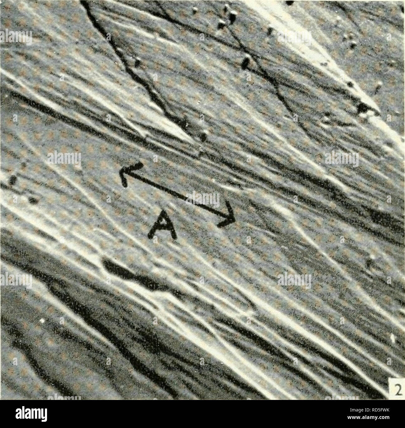 . Electron microscopy; proceedings of the Stockholm Conference ...