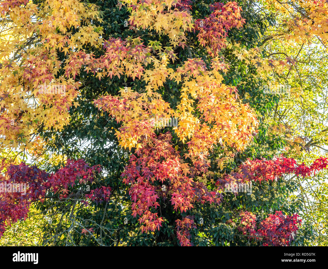 Yellow coloured trees hi-res stock photography and images - Alamy