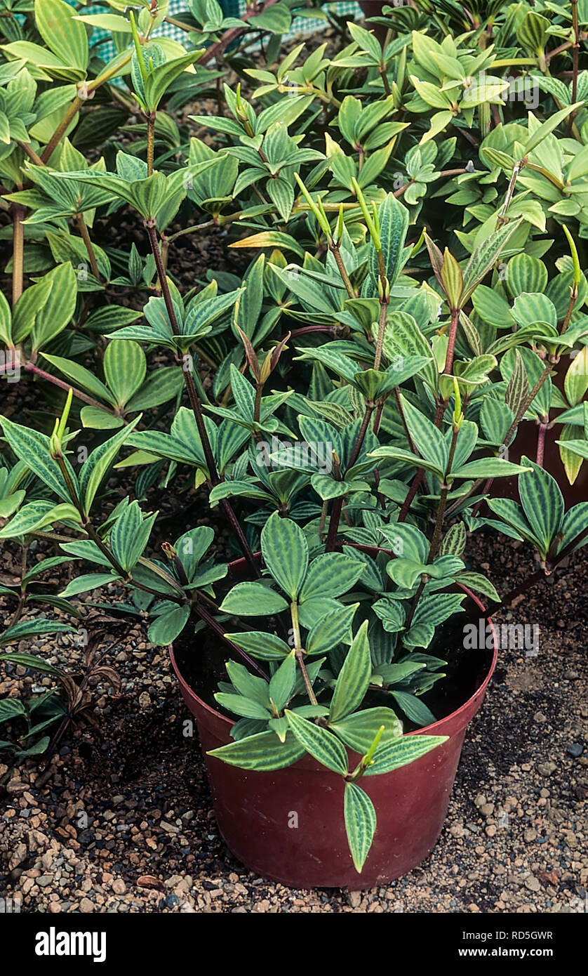Peperomia puteolata plants growing in pots.The common name for these ...