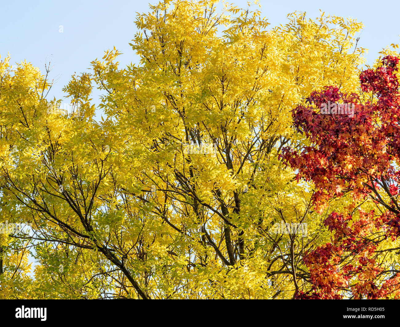 Autumn foliage, colourful autumn trees at meadow 'Dammaschwiesen', near ...