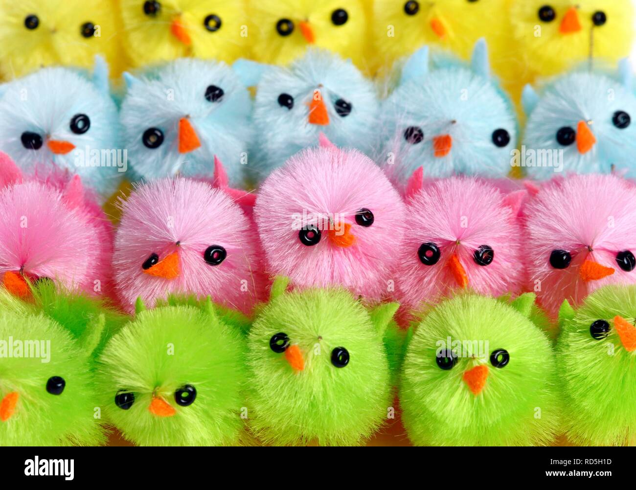 Multi coloured chicks hi-res stock photography and images - Alamy