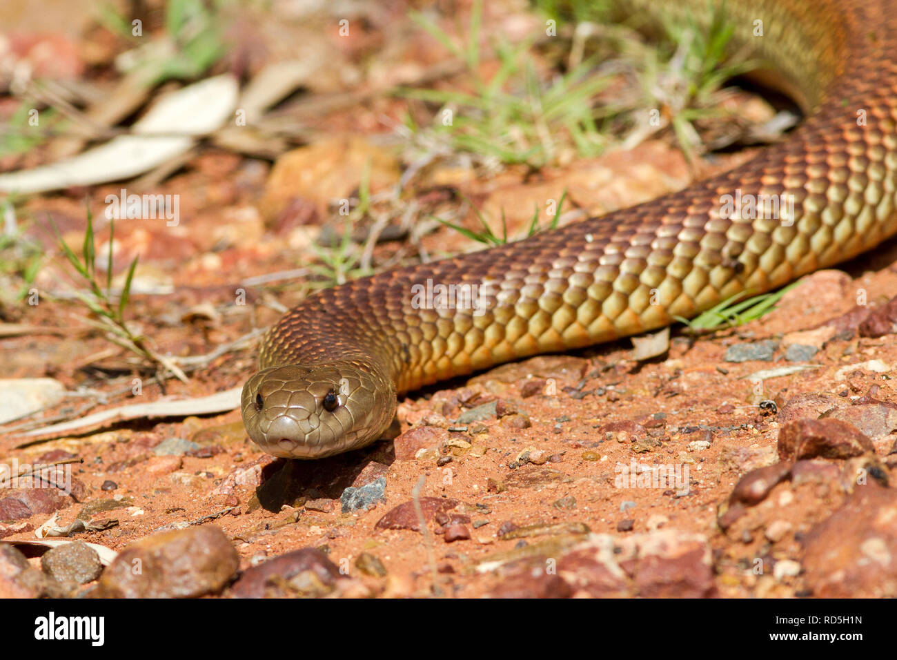 King Brown Snake Stock Photo - Alamy