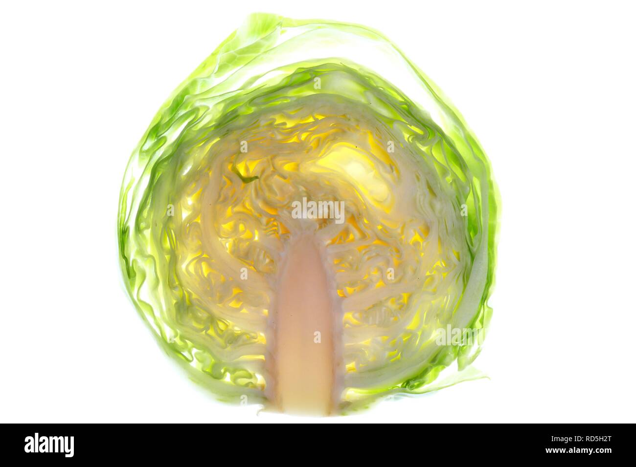 Cabbage, head cabbage or heading cabbage (Brassica oleracea convar ...