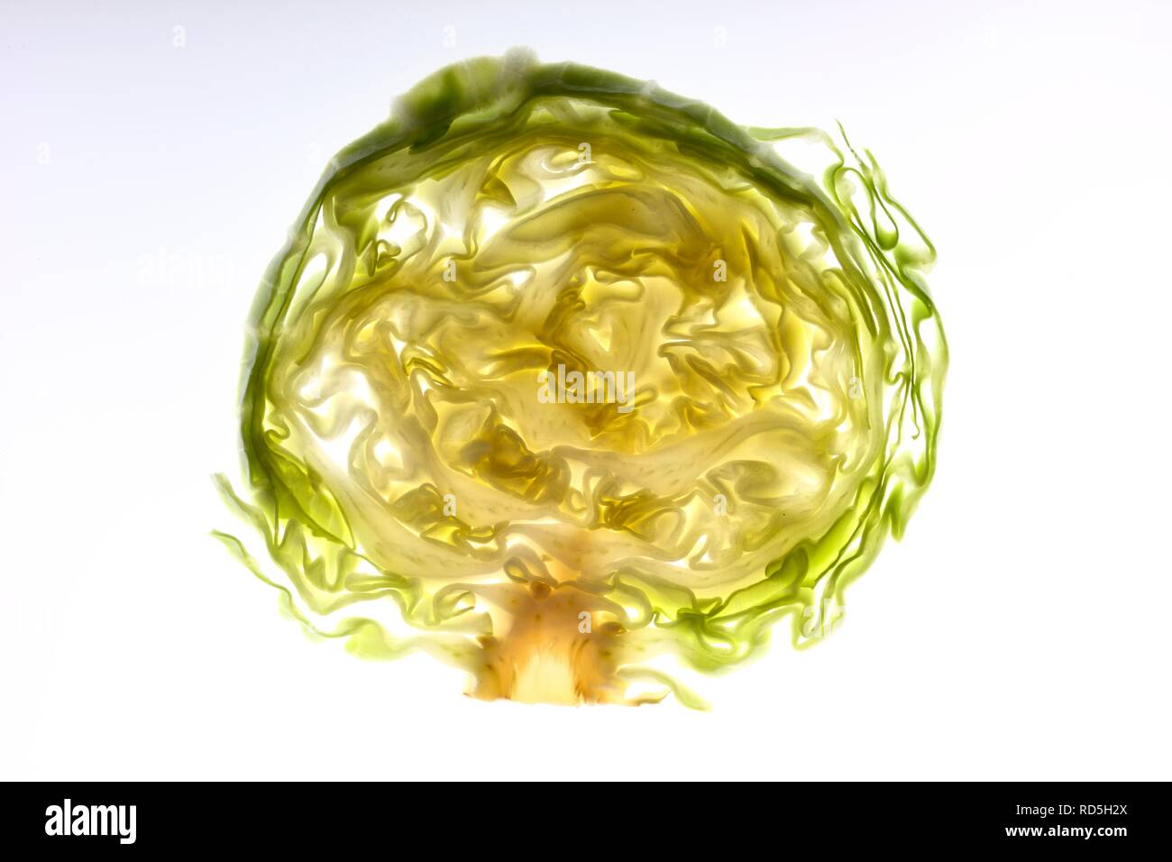 Cabbage, head cabbage or heading cabbage (Brassica oleracea convar ...