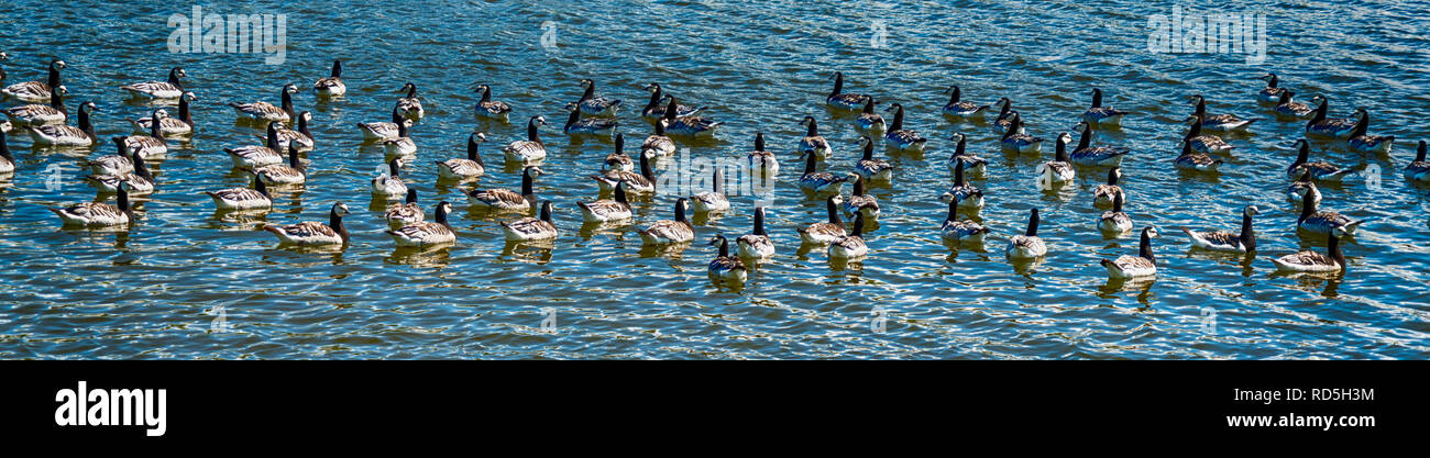A raft of ducks on a lake in England, United Kingdom Stock Photo - Alamy