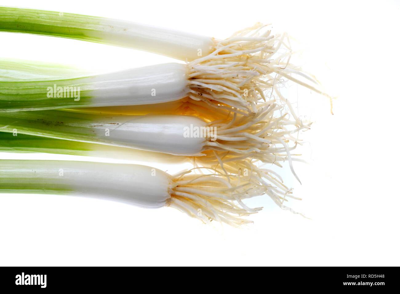 Welsh onion, green onion, spring onion, escallion, or salad onion ...