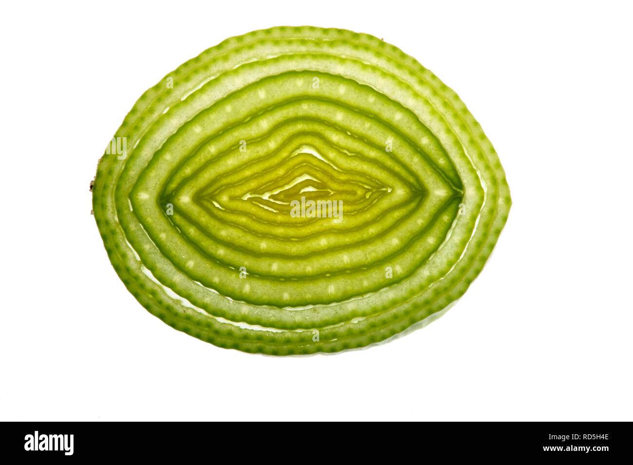 Section views Cut Out Stock Images & Pictures - Alamy