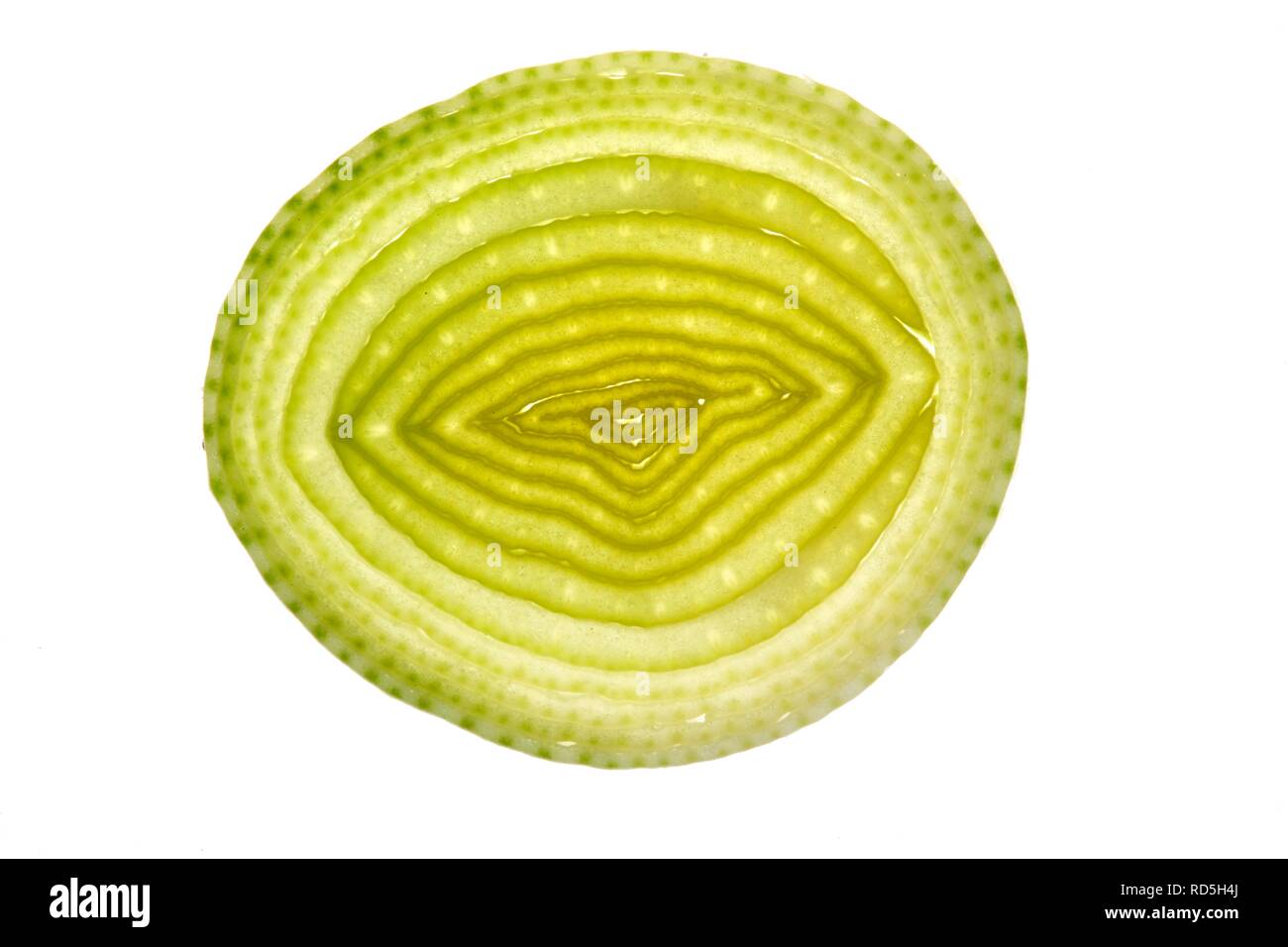 Cross section onion hi-res stock photography and images - Alamy