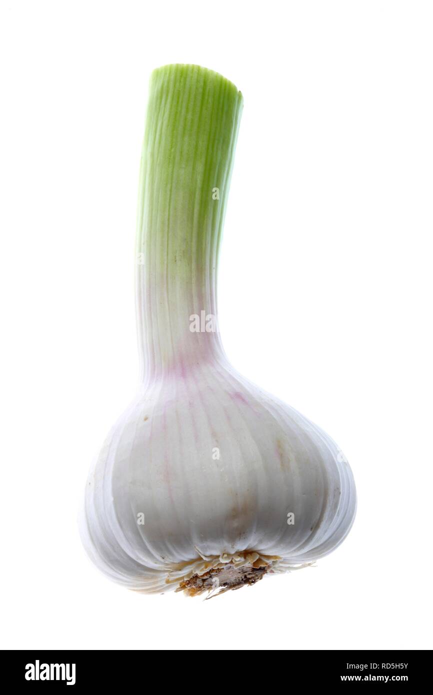 Fresh garlic cloves bulb Cut Out Stock Images & Pictures - Alamy