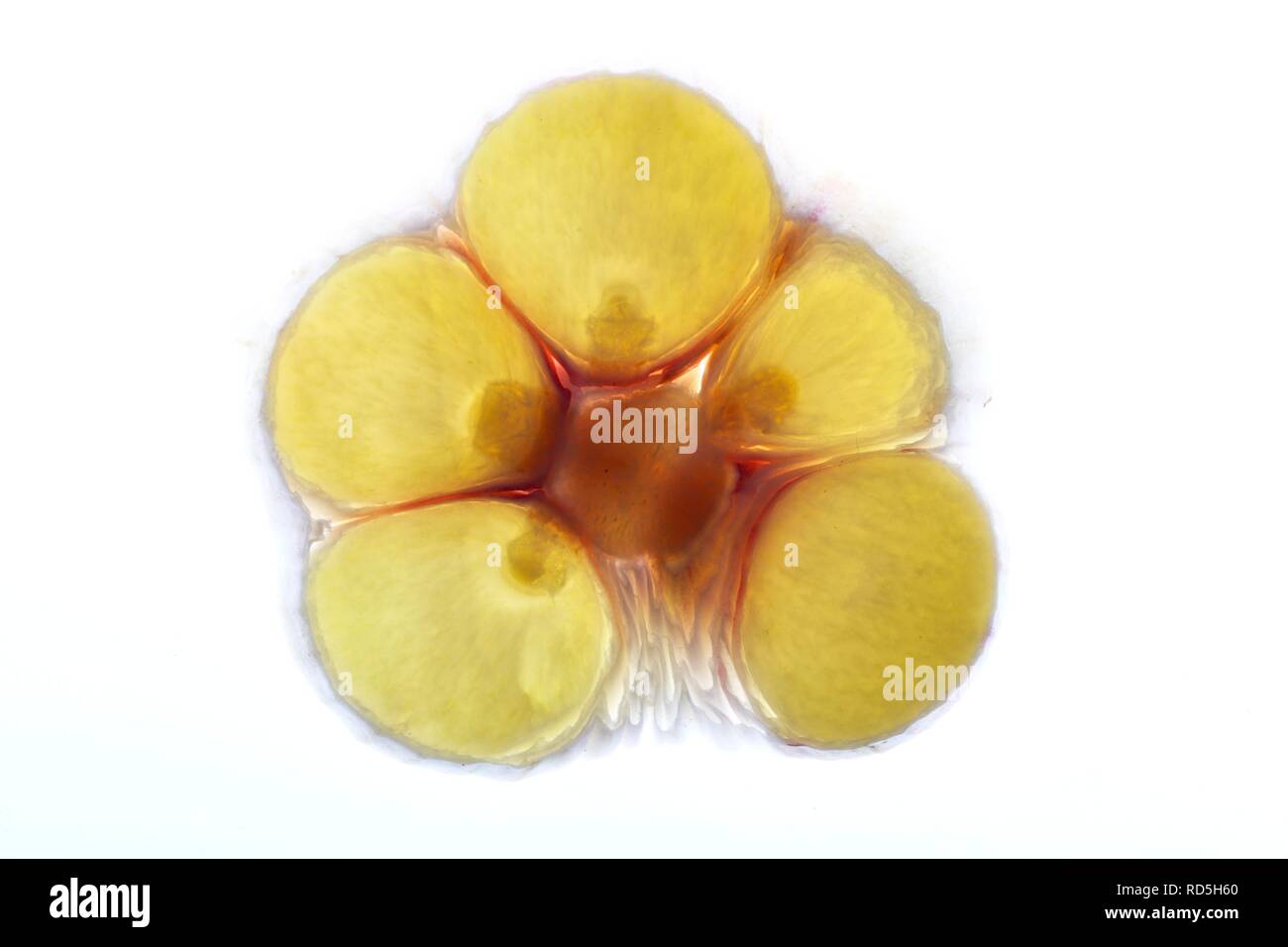 Fresh garlic (Allium sativum), bulb, cross section Stock Photo - Alamy