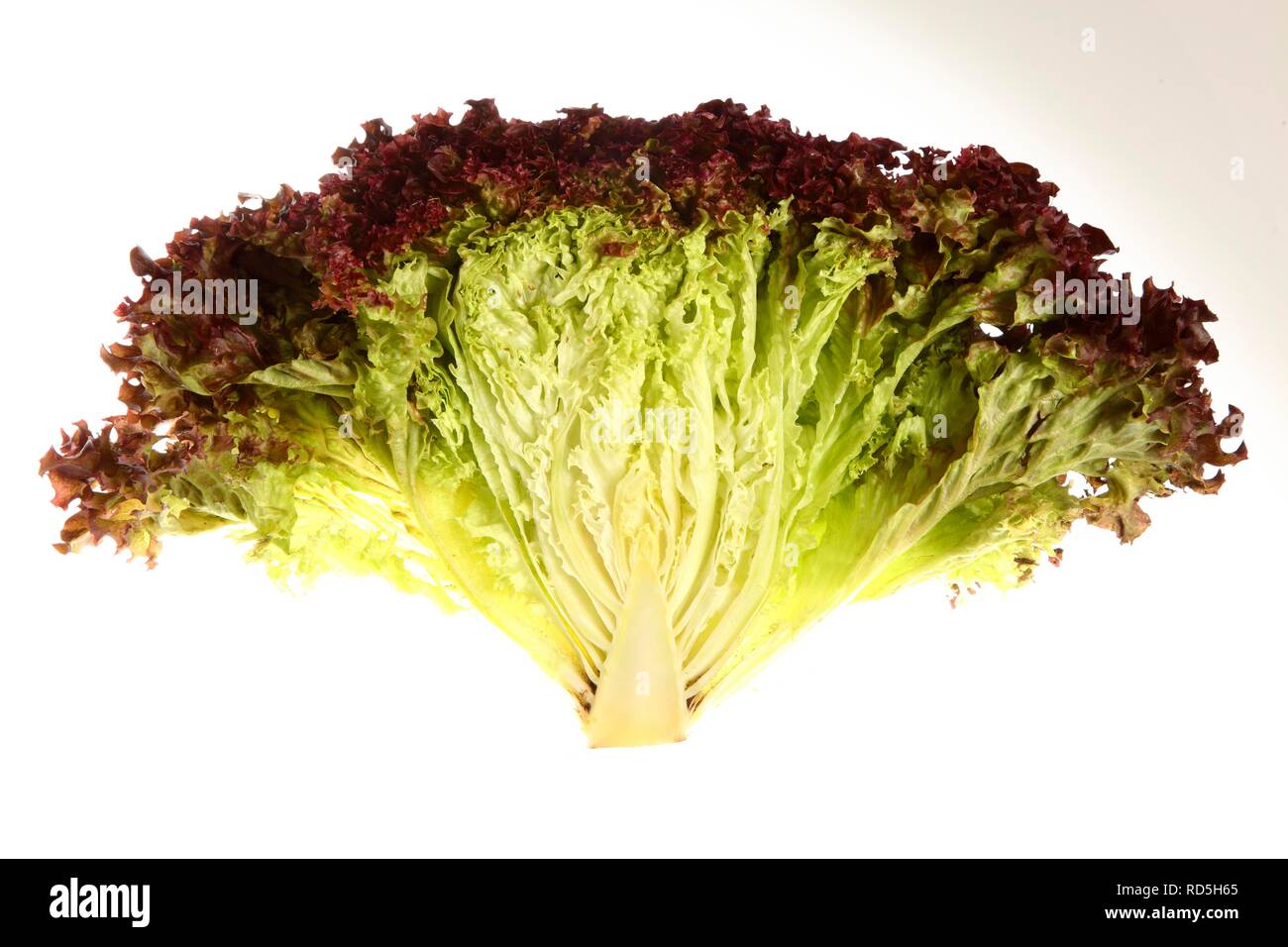 Lollo rosso lettuce hi-res stock photography and images - Alamy