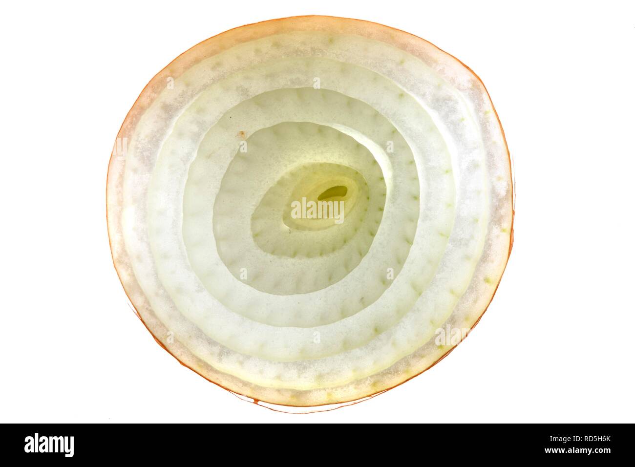 Onion (Allium cepa), cross section Stock Photo - Alamy