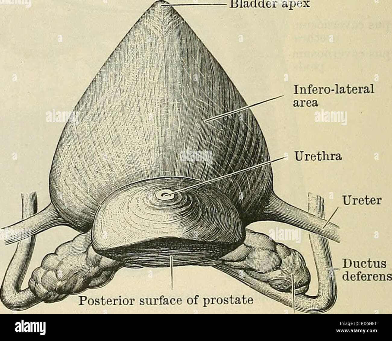 . Cunningham's Text-book of anatomy. Anatomy. Lateral border Infero ...