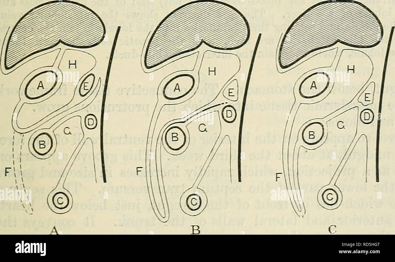. Cunningham's Text-book of anatomy. Anatomy. The mesentery Rectum ...