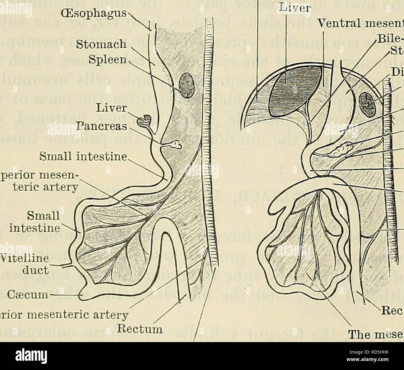 . Cunningham's Text-book of anatomy. Anatomy. 1250 THE DIGESTIVE SYSTEM ...