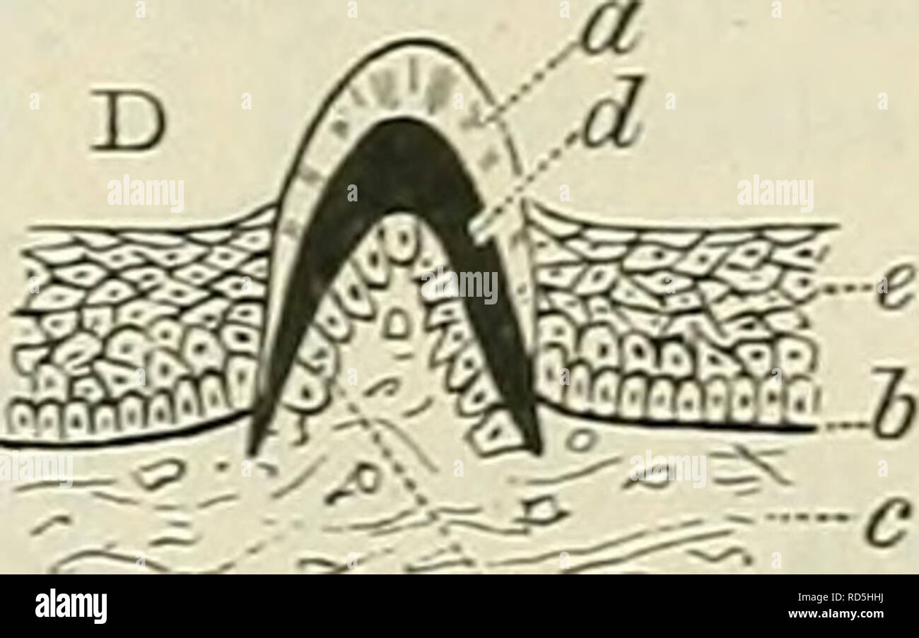 . Cunningham's Text-book of anatomy. Anatomy. A, Section of skin ...