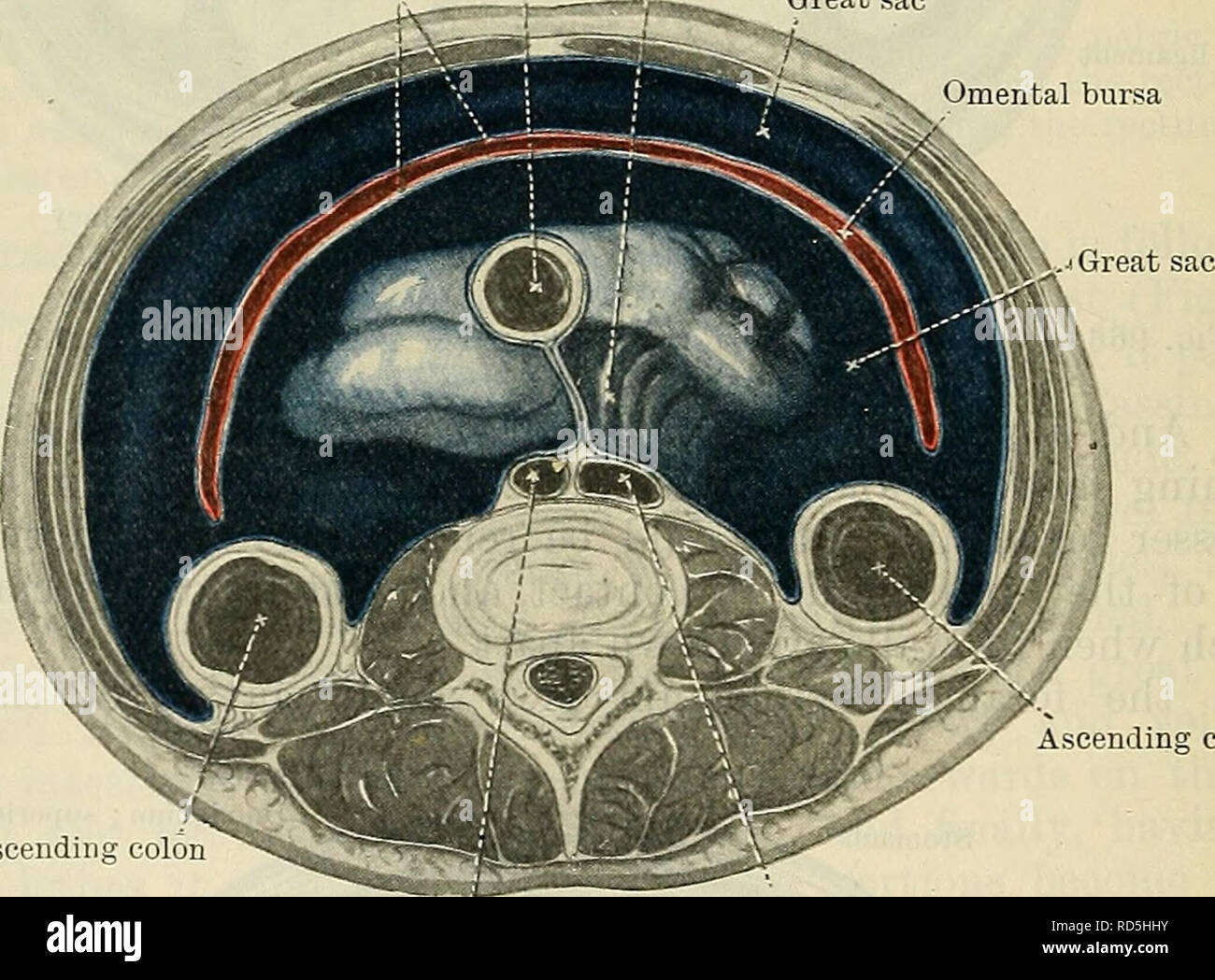 . Cunningham's Text-book of anatomy. Anatomy. 1240 THE DIGESTIVE SYSTEM ...
