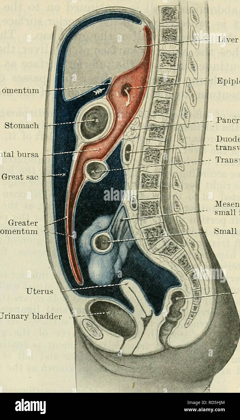 . Cunningham's Text-book of anatomy. Anatomy. PEKITONEUM. 1235 Liver ...