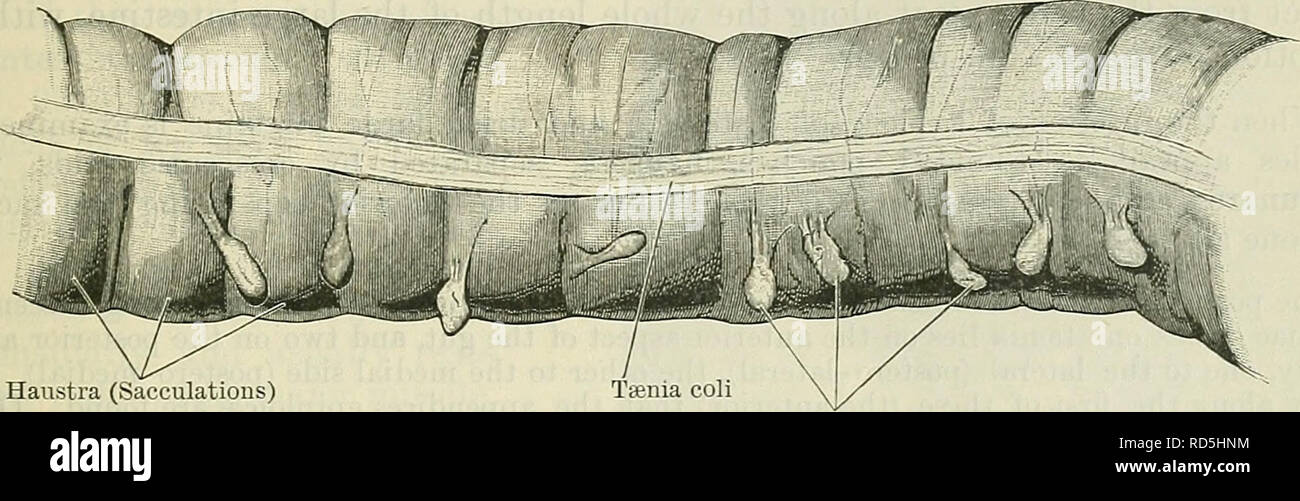 Colon ascendens hi-res stock photography and images - Alamy