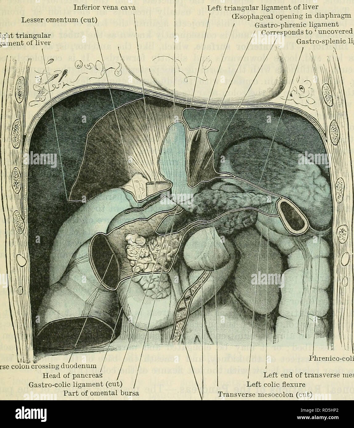 . Cunningham's Text-book of anatomy. Anatomy. PANCEEAS. 1205 in its ...