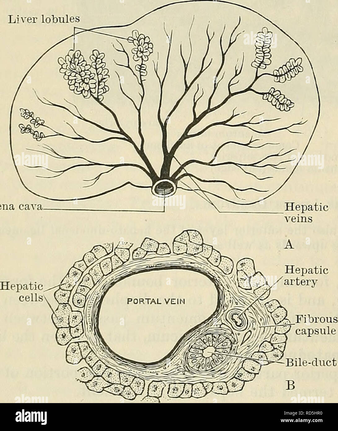 . Cunningham's Text-book of anatomy. Anatomy. Central vein Central vein ...