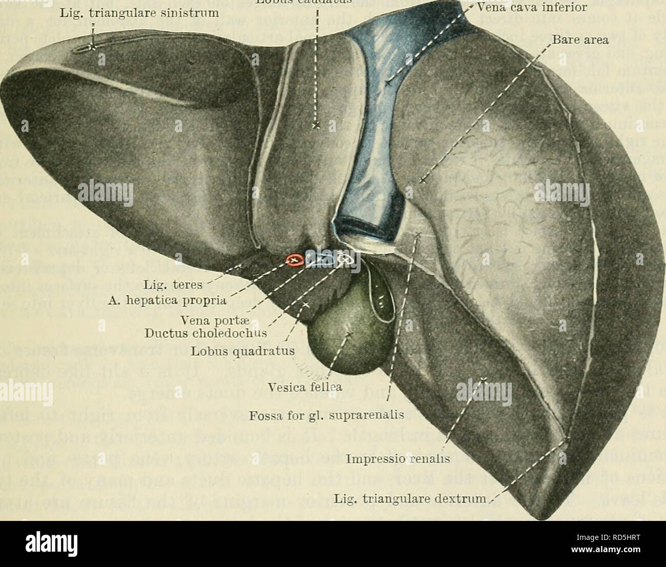 . Cunningham's Text-book of anatomy. Anatomy. THE LIVEE. 1189 forming ...