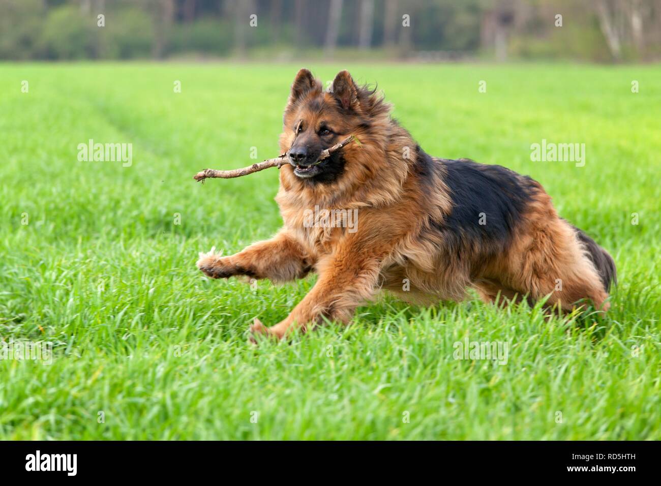 Longhaired, Old German Shepherd Dog running over a field Stock Photo ...