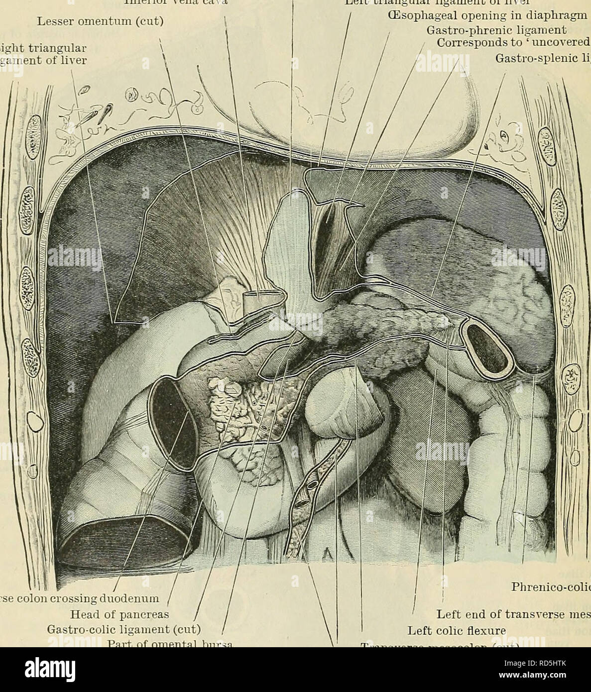 . Cunningham's Text-book of anatomy. Anatomy. 1184 THE DIGESTIVE SYSTEM ...