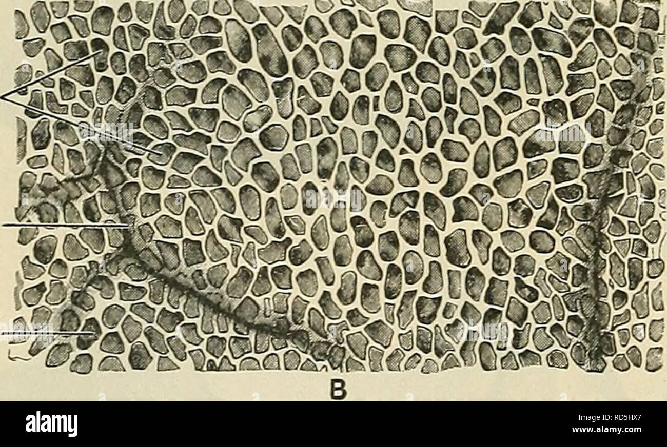 Mamillated hi-res stock photography and images - Alamy