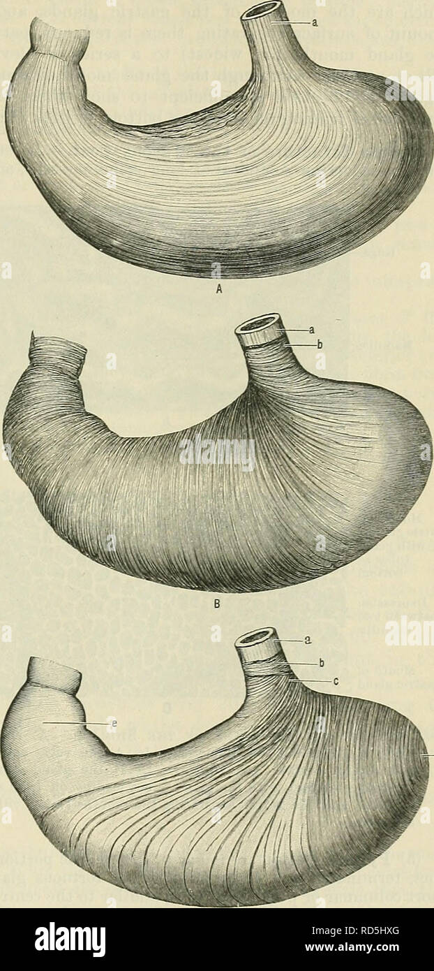 . Cunningham's Text-book of anatomy. Anatomy. STEUCTUEE OF THE STOMACH ...