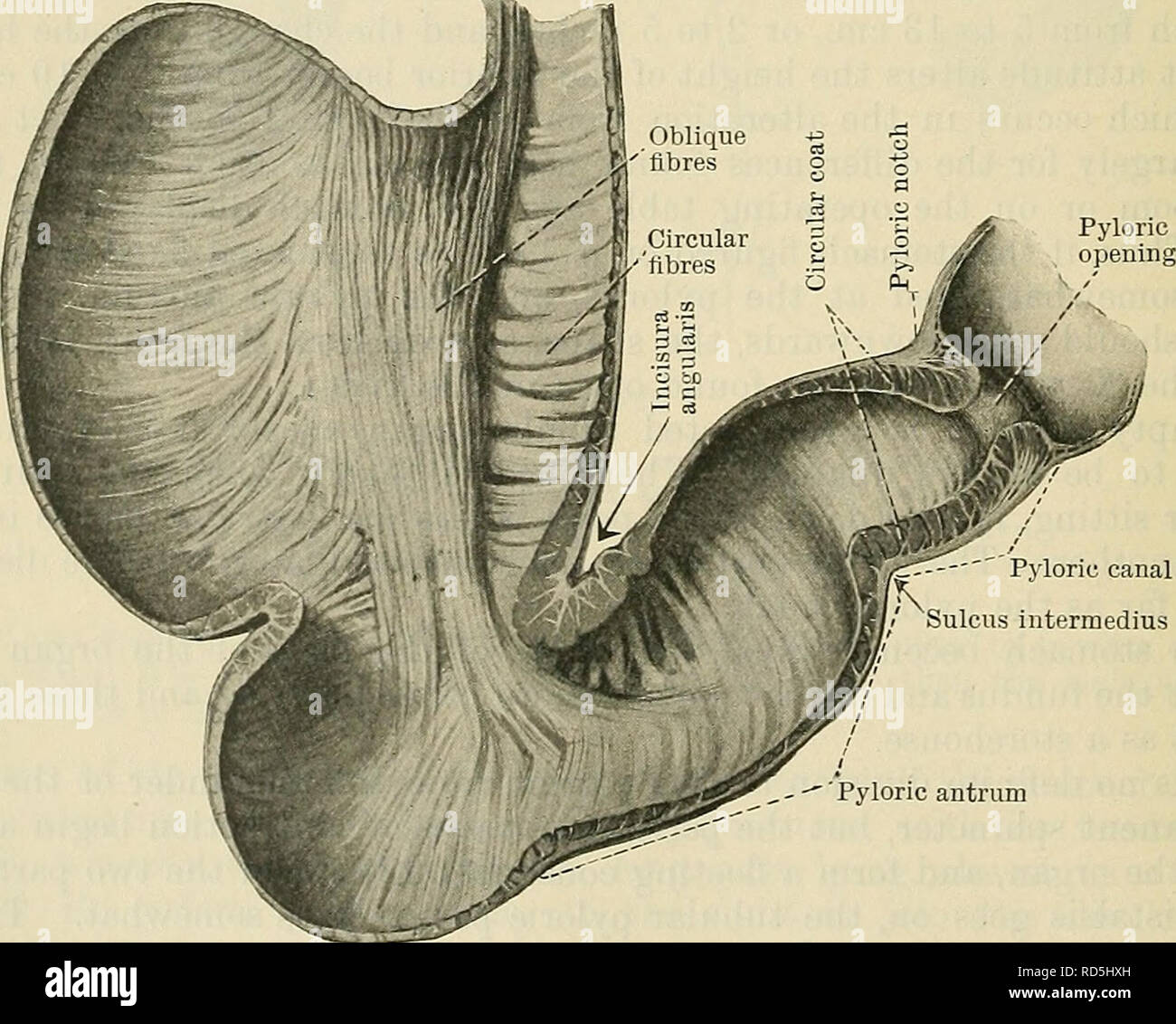 . Cunningham's Text-book of anatomy. Anatomy. Tunica serosa tlBBS ...