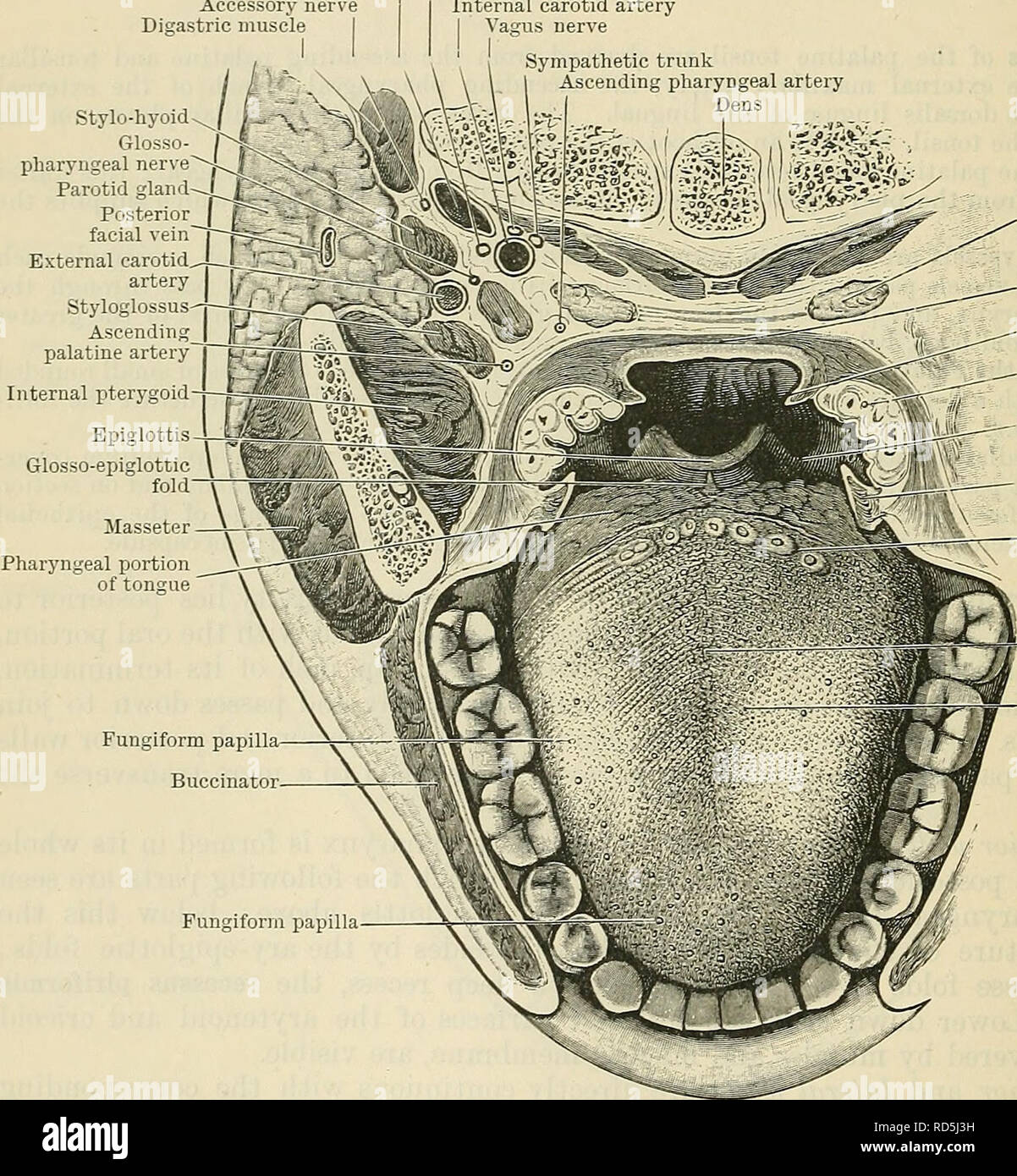 External maxillary arteries hi-res stock photography and images - Alamy