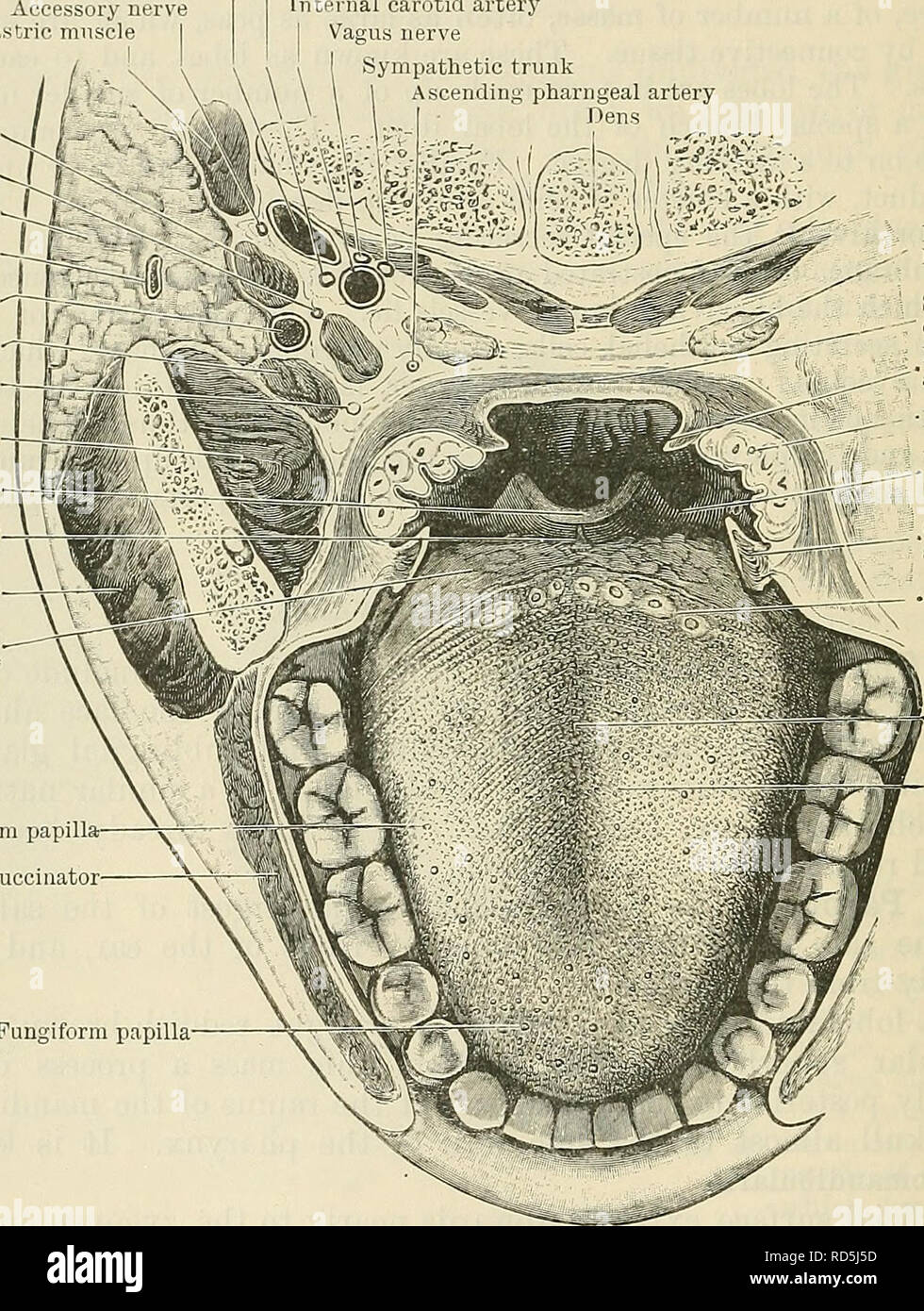 . Cunningham's Text-book of anatomy. Anatomy. 1134 THE DIGESTIVE SYSTEM ...