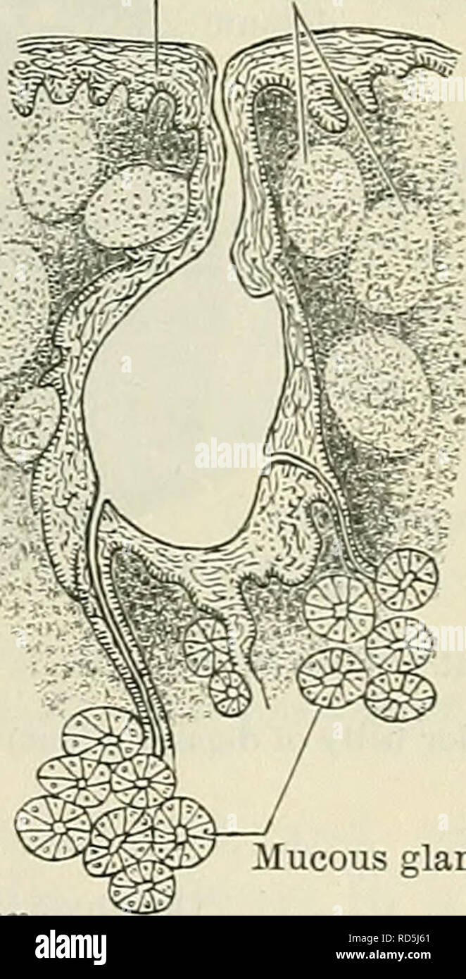 . Cunningham's Text-book of anatomy. Anatomy. Nodules of Epithelium ...