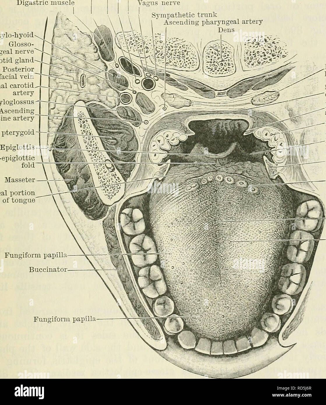 Under Tongue Anatomy