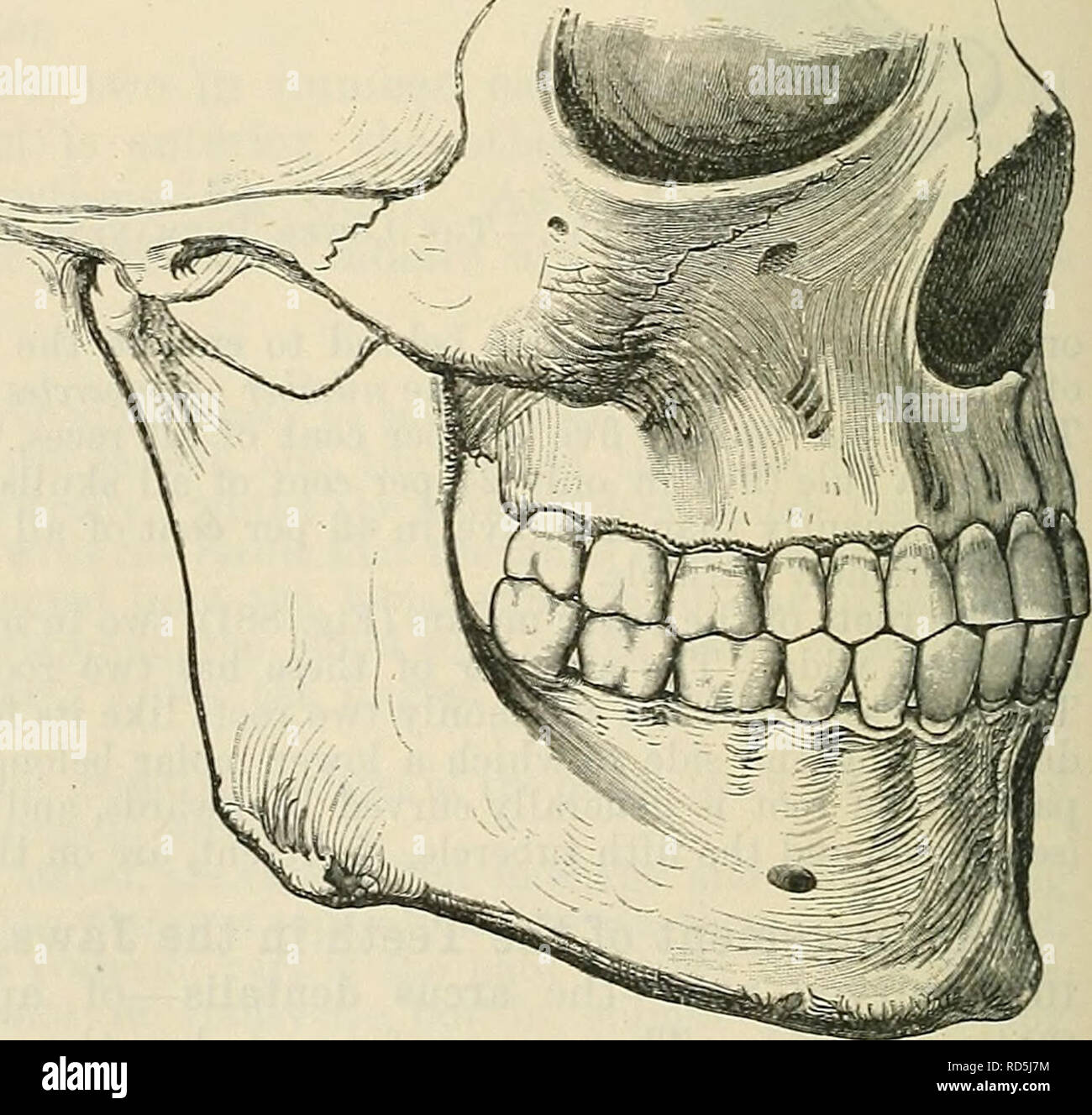Alveolar sections hi-res stock photography and images - Alamy