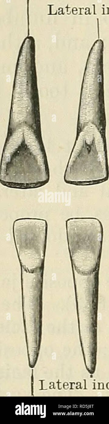 . Cunningham's Text-book of anatomy. Anatomy. 3rd molar 1st molar | 1st ...