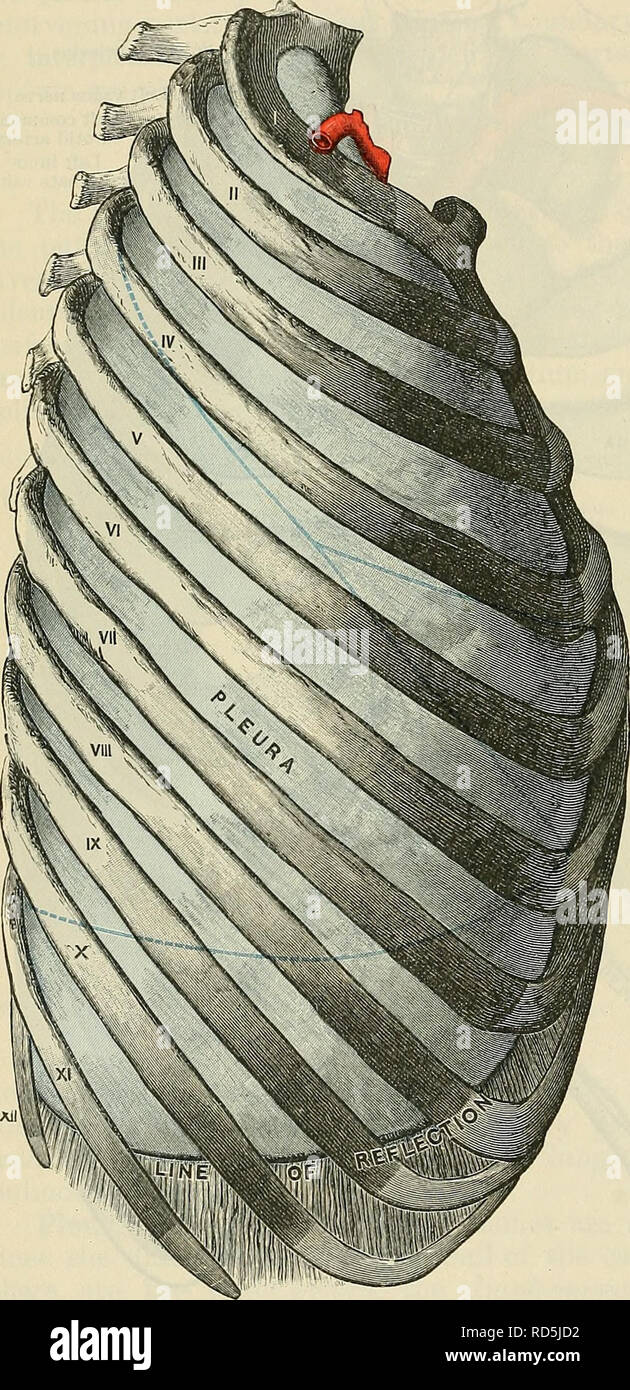 Lines Of Pleural Reflection