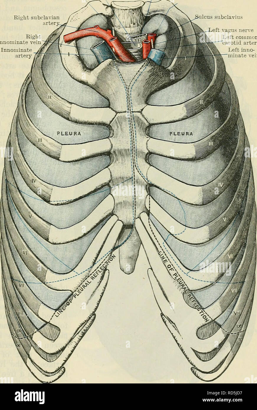 Innominate artery hi-res stock photography and images - Alamy