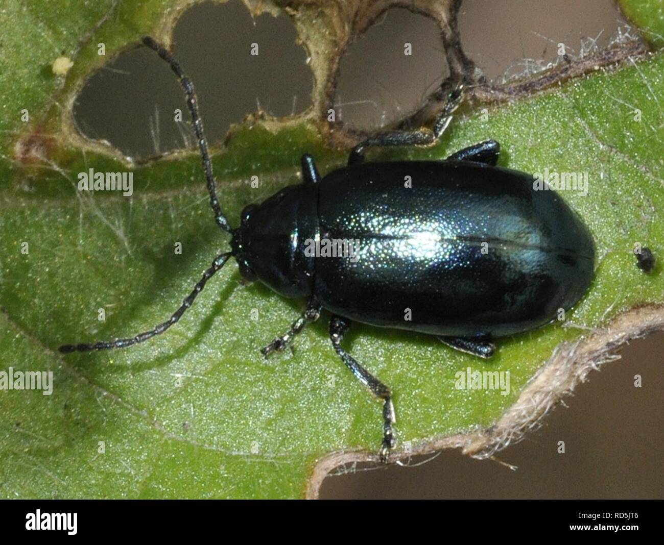 Altica hi-res stock photography and images - Alamy