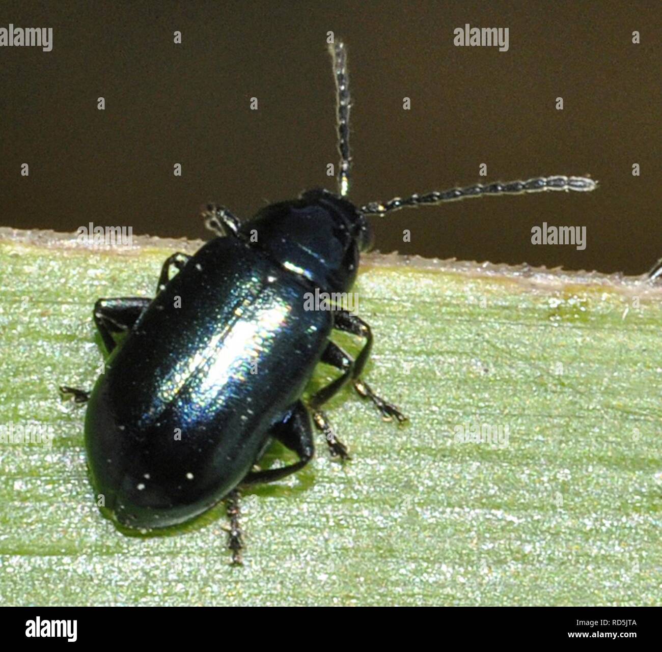 Altica hi-res stock photography and images - Alamy