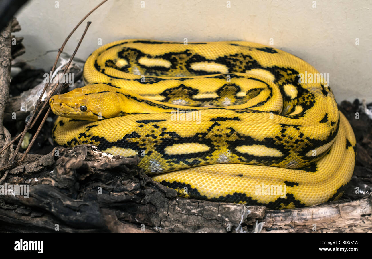 Yellow boa constrictor hi-res stock photography and images - Alamy