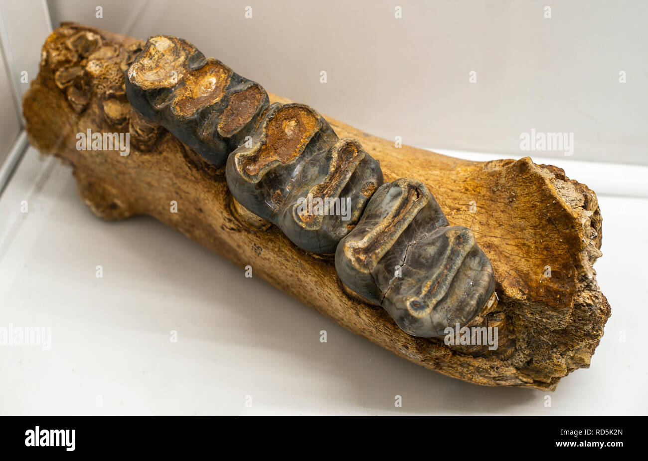 Teeth of an ancient animal. Bone with mammoth teeth. White background ...